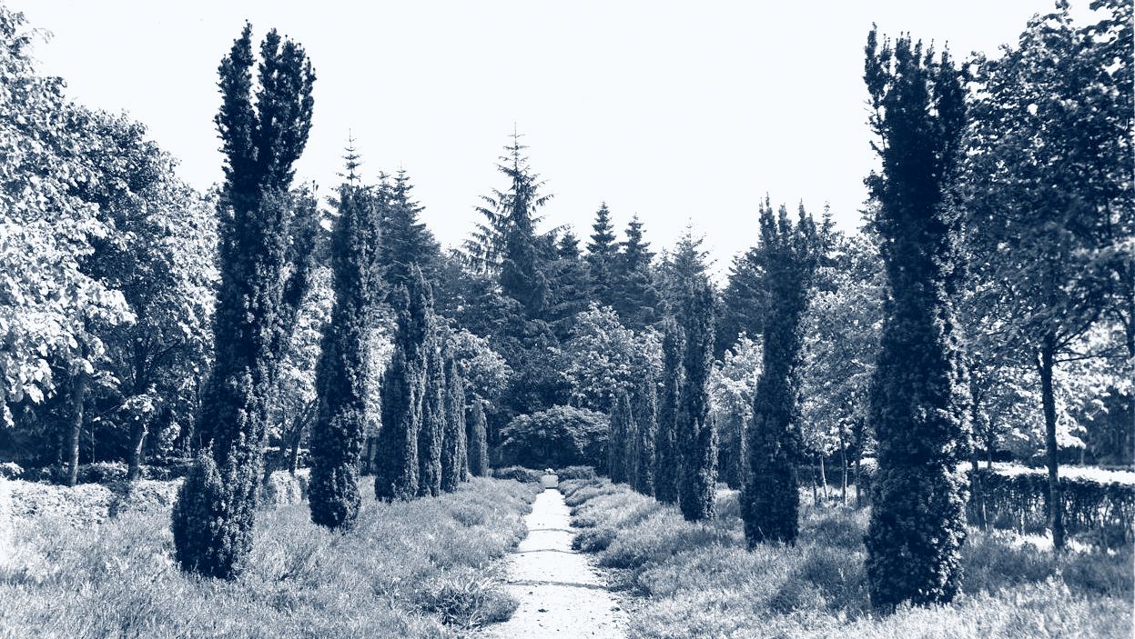 Glencruitten Cathedral of Trees, Nave, 1950 – Hole Ousia